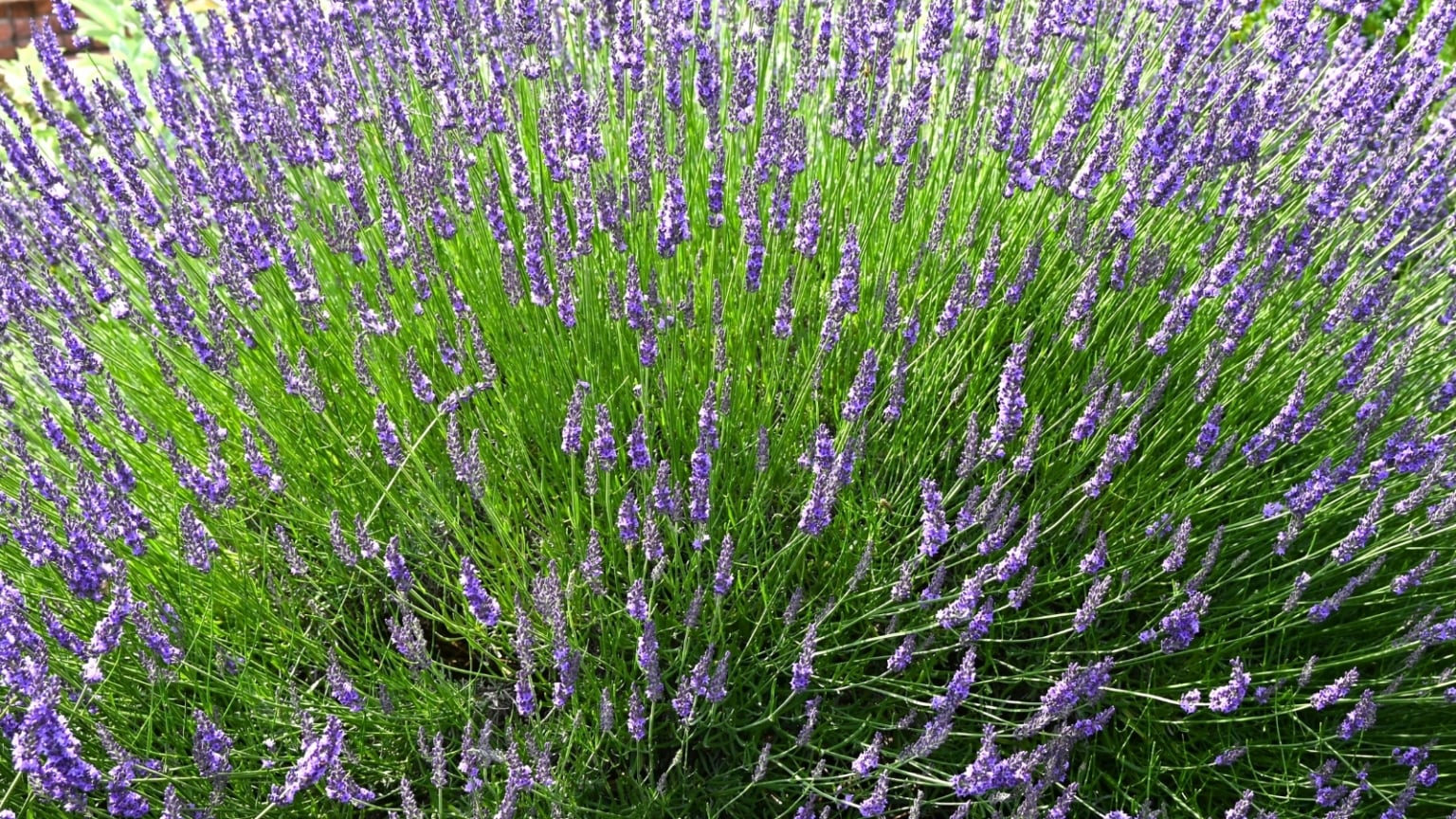 Lavender Varieties: 31 Different Types of Lavender Cultivars