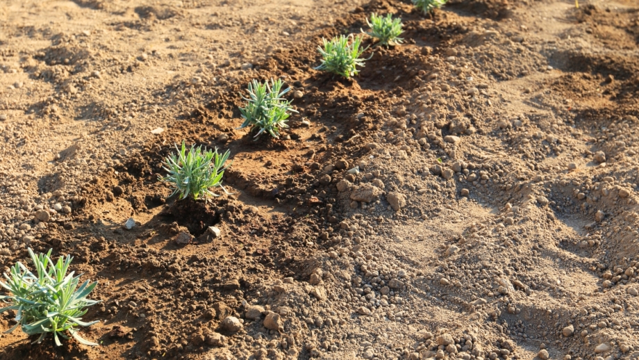 How to Plant, Grow, and Care For ‘Grosso’ Lavender