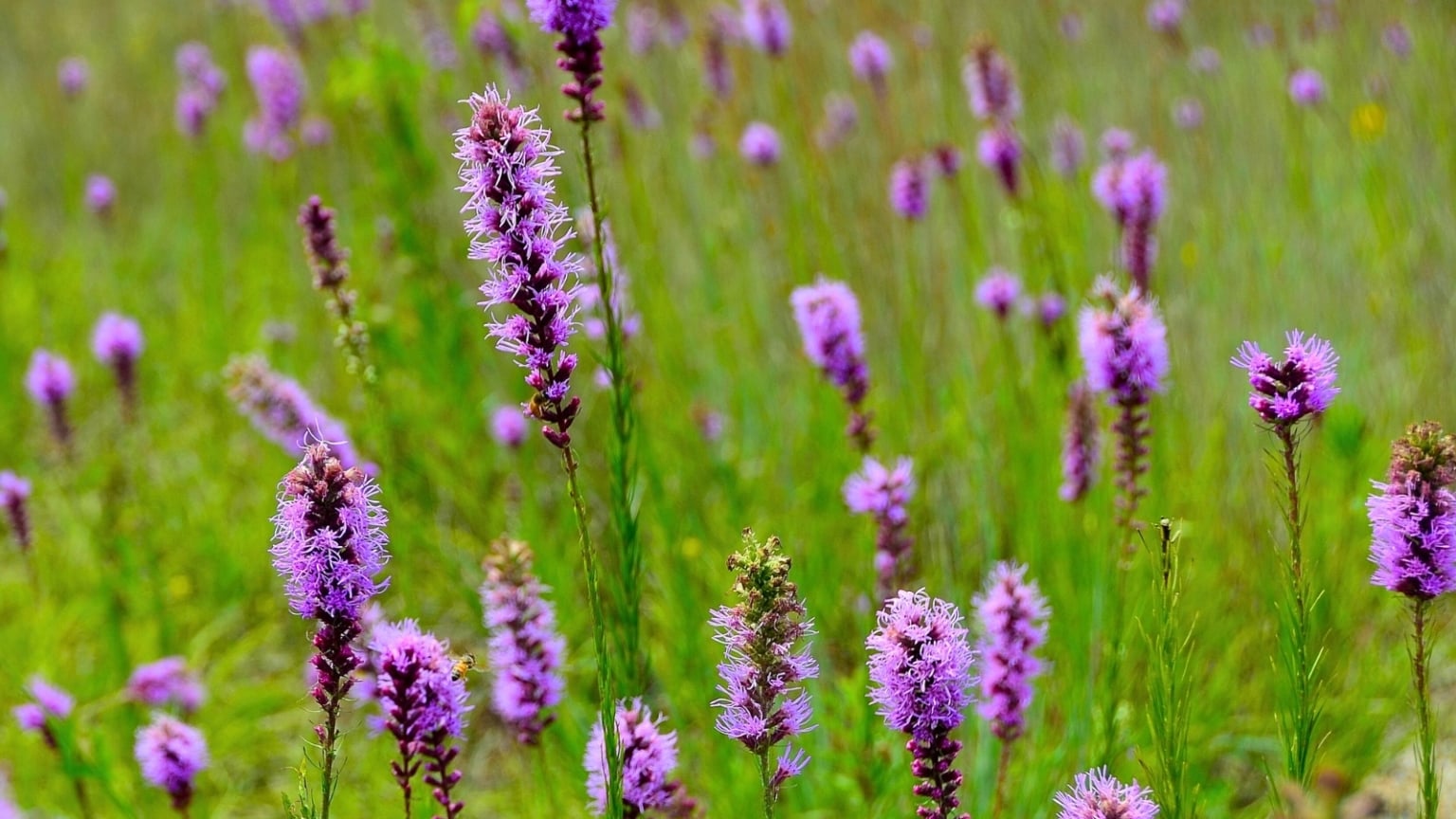 17 Native Plants for Pollinators in Midwest Gardens