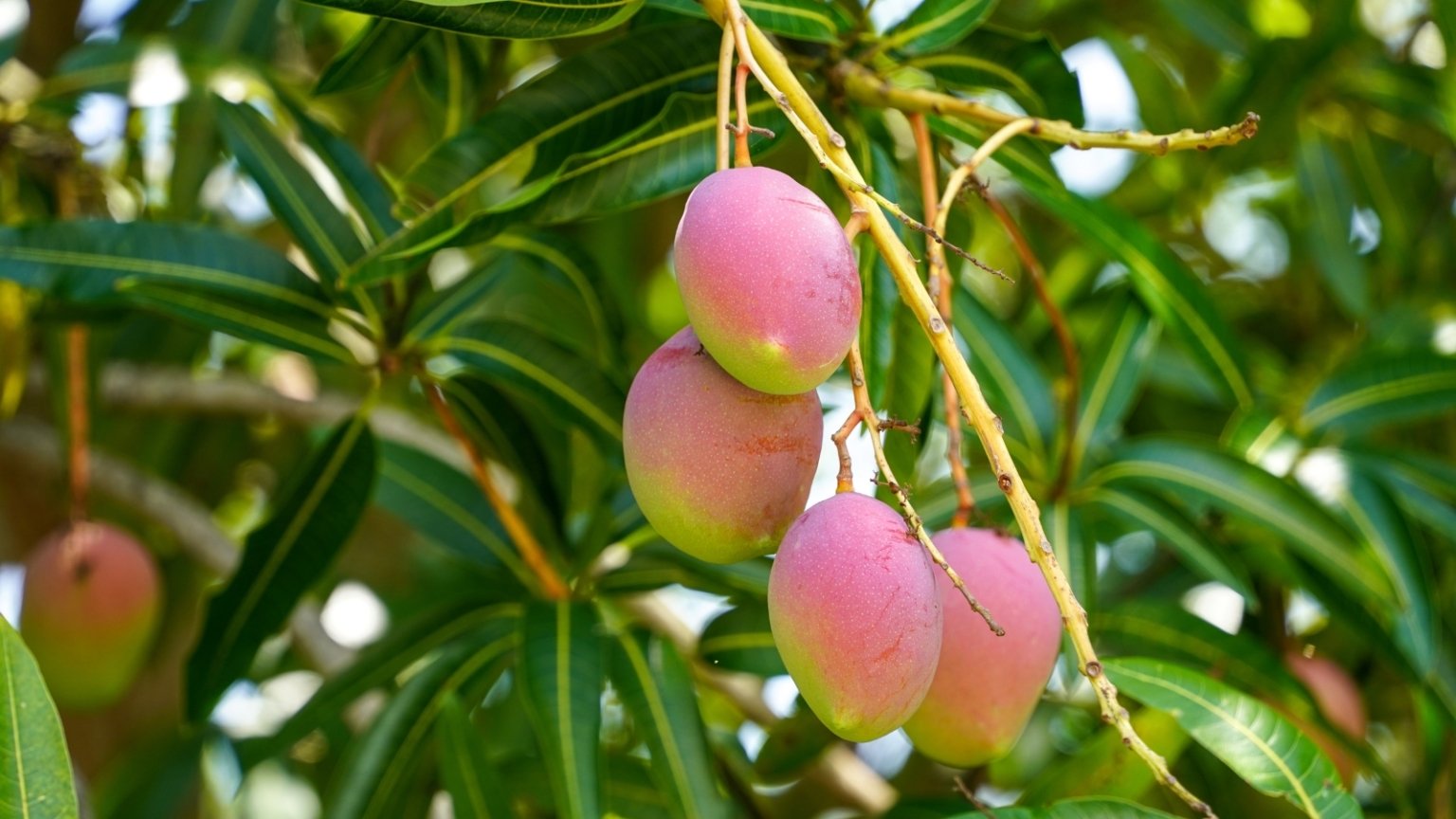 How Fast Do Mango Trees Grow?