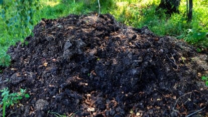 The Best Way to Use Cow Manure in the Garden