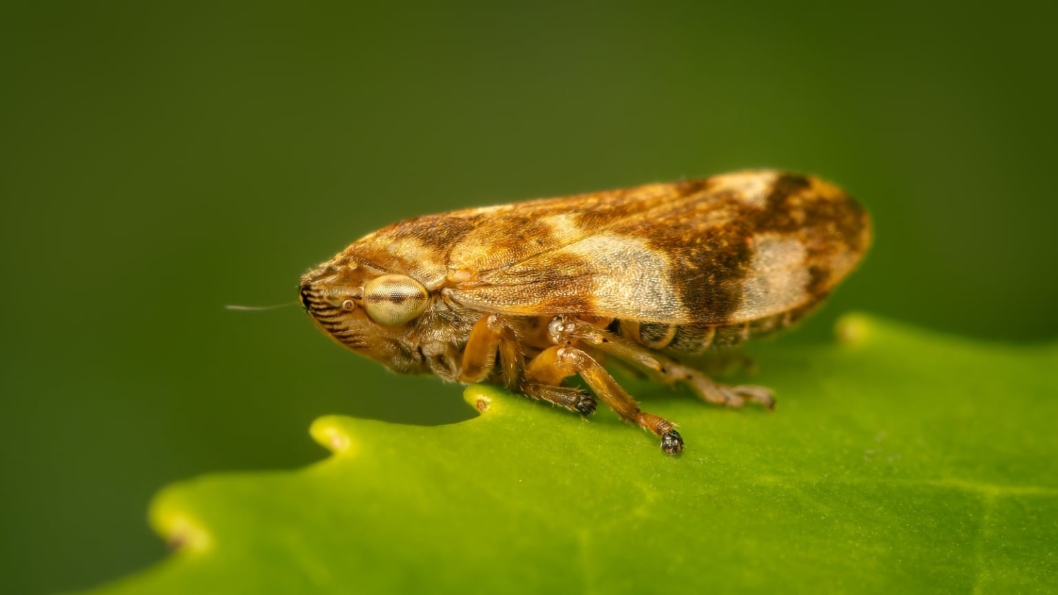 What’s Eating My Strawberries? 7 Strawberry Pests to Watch for