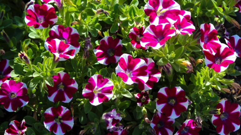 How to Grow Petunias in the Shade: 5 Tips for Big Blooms