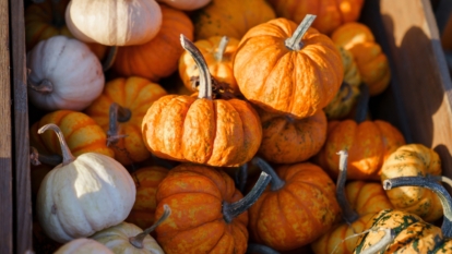 9 Mini-Pumpkin Varieties You Should Plant Now for Fall