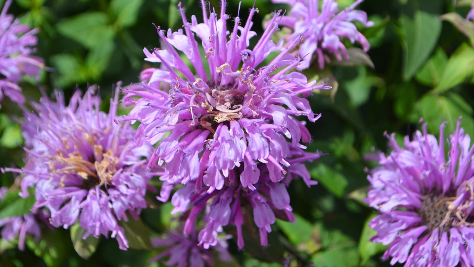 17 Native Plants for Pollinators in Midwest Gardens