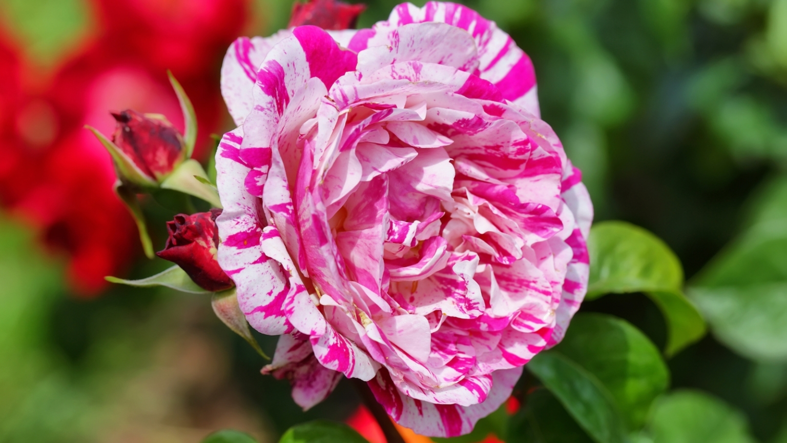 13 Showstopping Striped Roses For Your Summer Garden