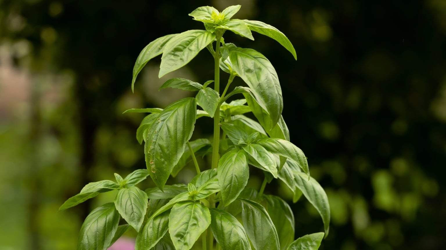 How to Prevent Your Basil From Bolting: 7 Pro Tips