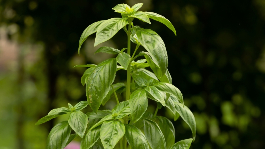 How to Prevent Your Basil From Bolting: 7 Pro Tips