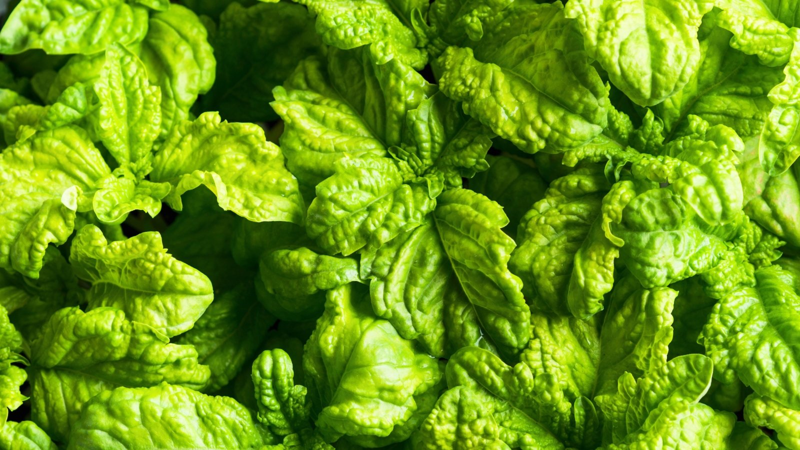 9 Unusual Basil Varieties to Plant This Spring