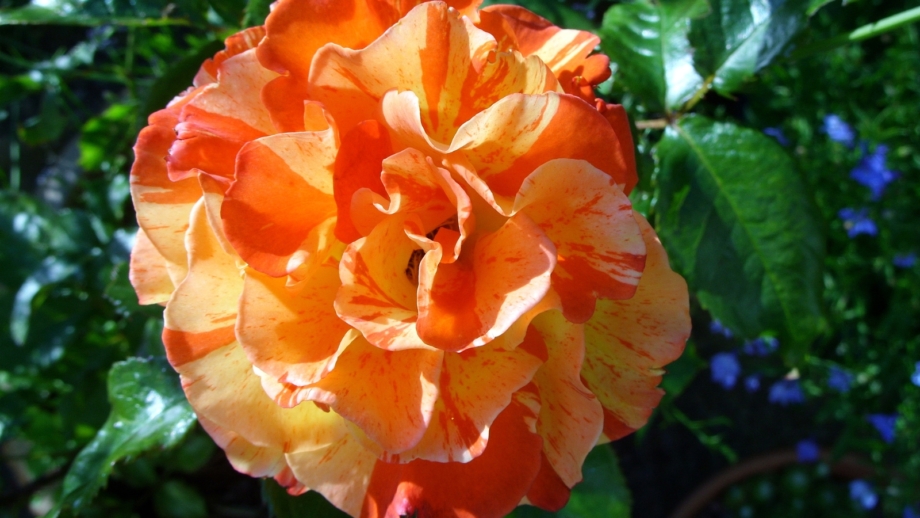 13 Showstopping Striped Roses For Your Summer Garden