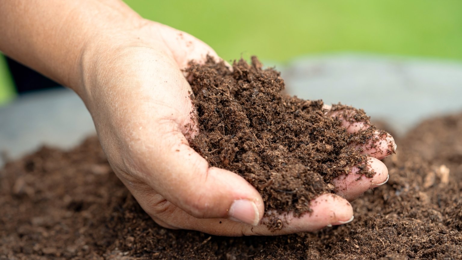 Peat Moss: Using Sphagnum Peat In The Garden - Epic Gardening