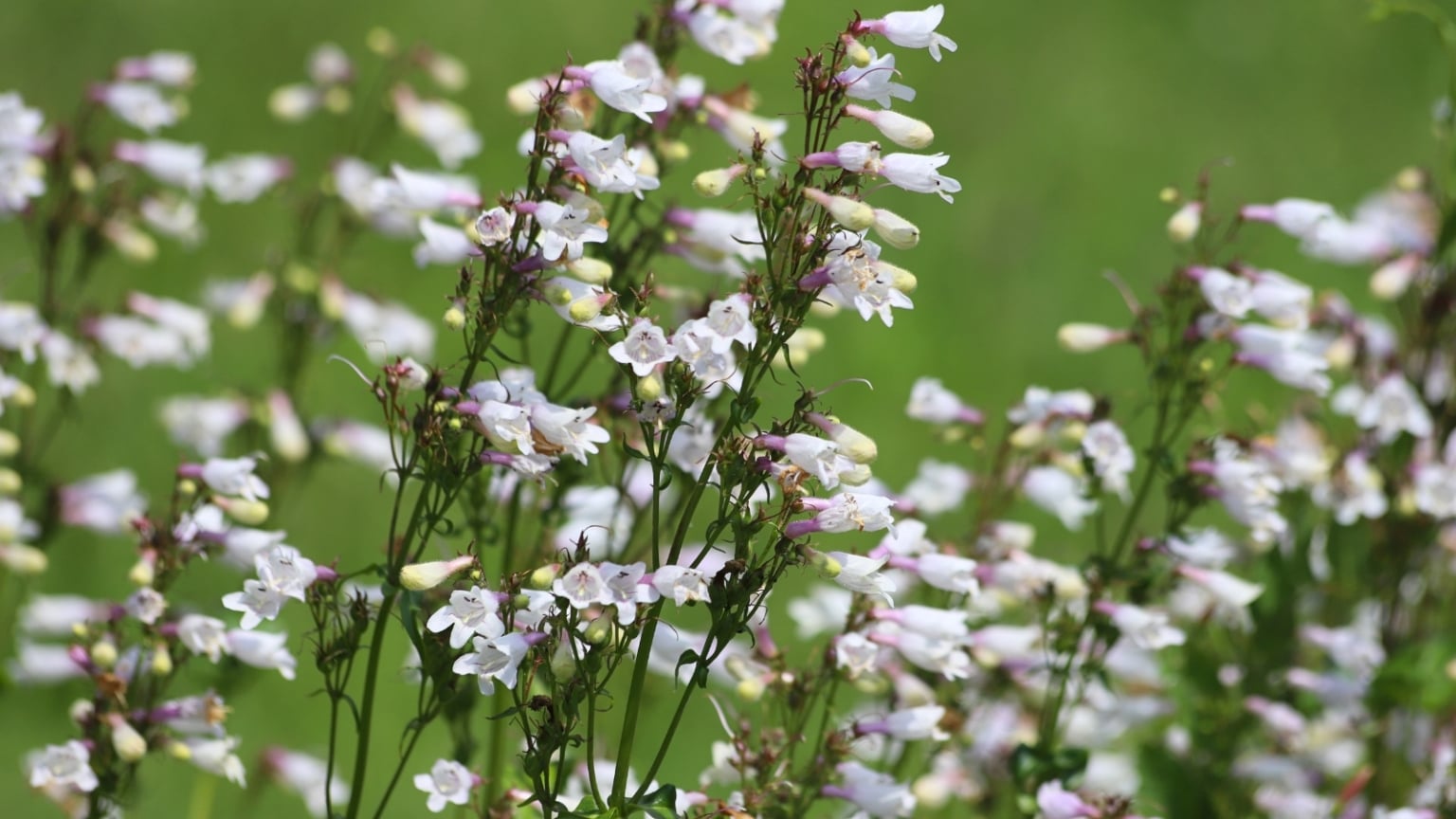 17 Native Plants for Pollinators in Midwest Gardens