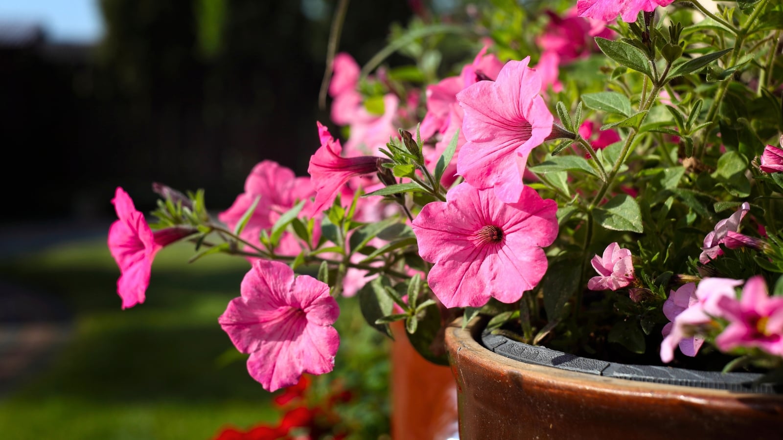 9 Cascading Petunia Plants For Pots and Containers