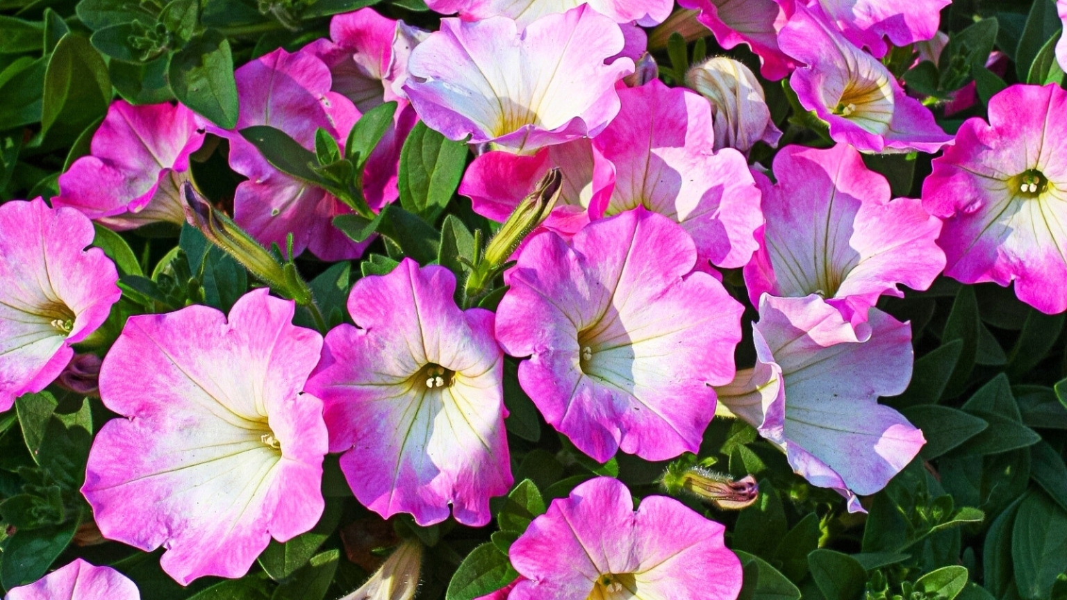 9 Cascading Petunia Plants For Pots and Containers