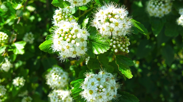 17 Native Plants for Pollinators in Midwest Gardens