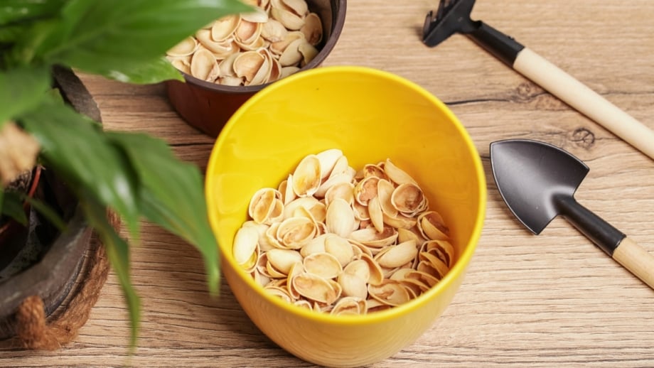 7 Creative Ways to Use Pistachio Shells in the Garden