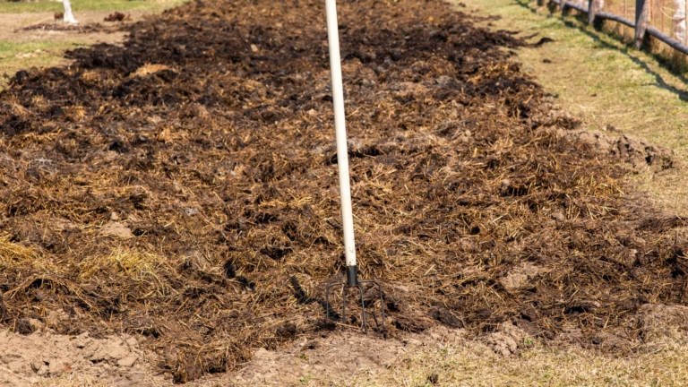 The Best Way to Use Cow Manure in the Garden