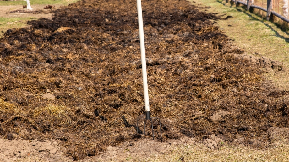 The Best Way to Use Cow Manure in the Garden