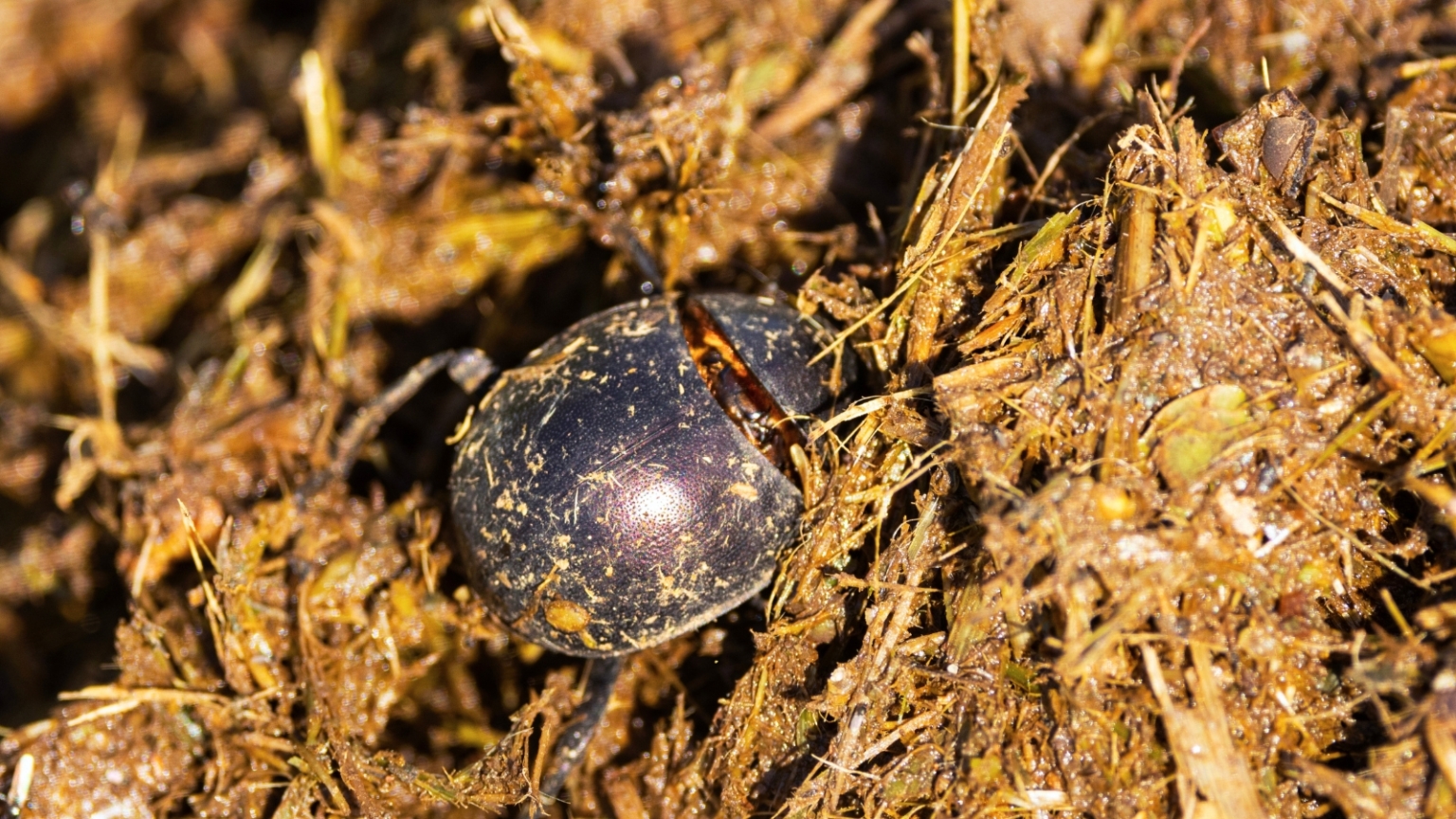9 Reasons to Use Compost as Mulch This Year