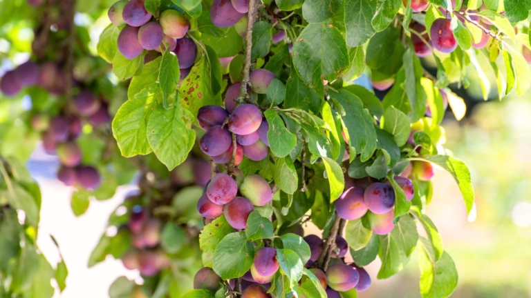 How to Thin Plum Trees in 5 Simple Steps