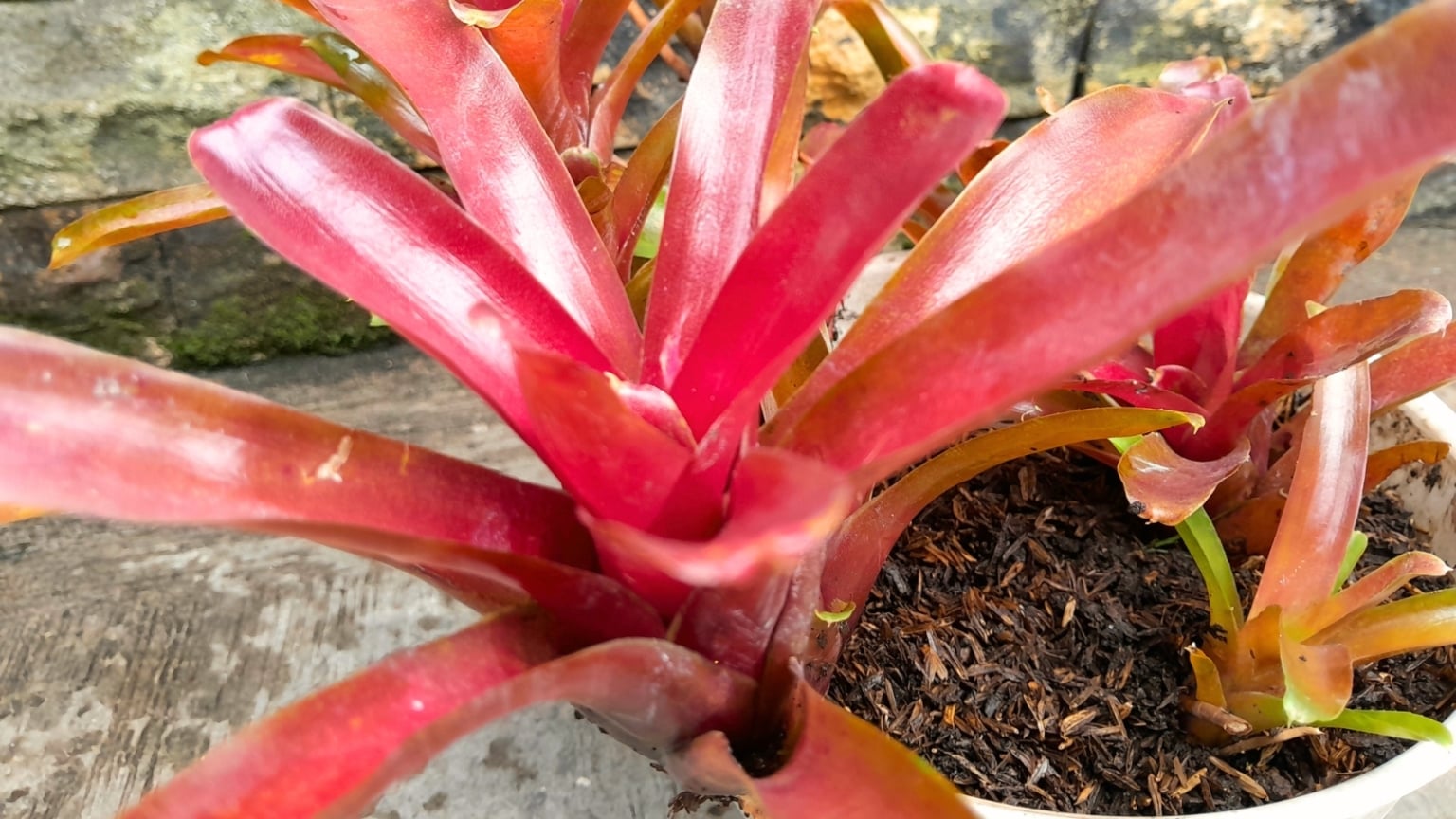 7 Bromeliad After-Bloom Care Tips