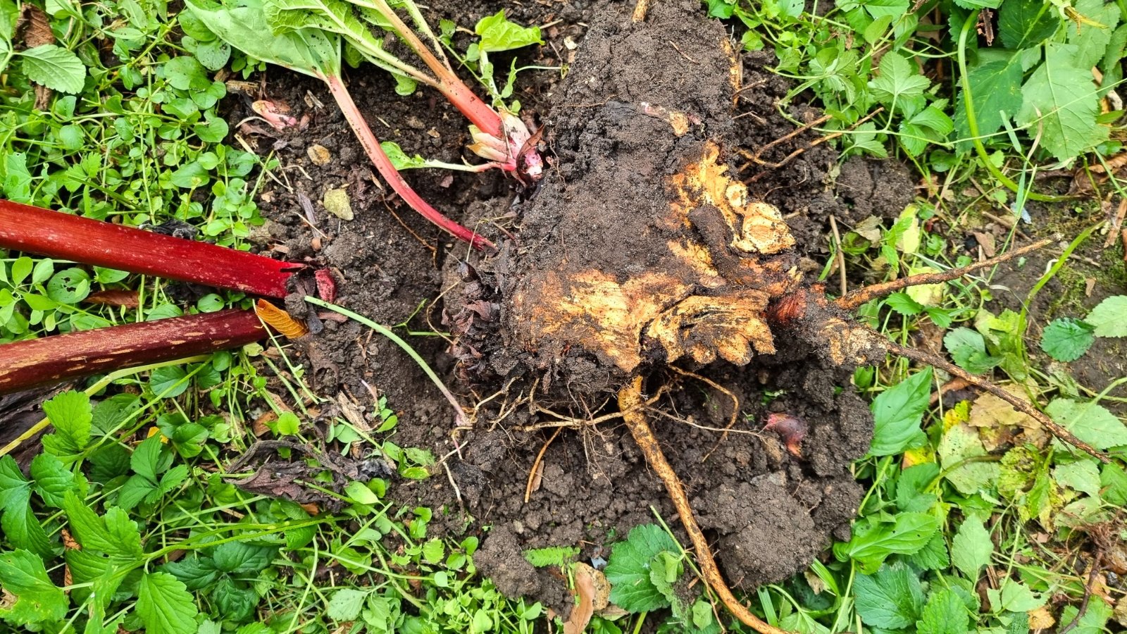 How and When to Divide Rhubarb: 9 Pro Tips