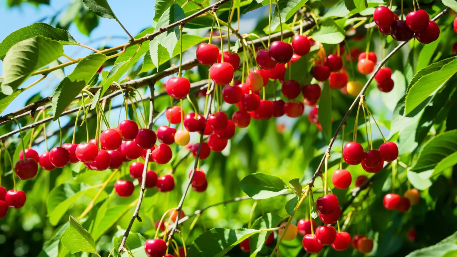 9 Best Cherry Varieties For Pie
