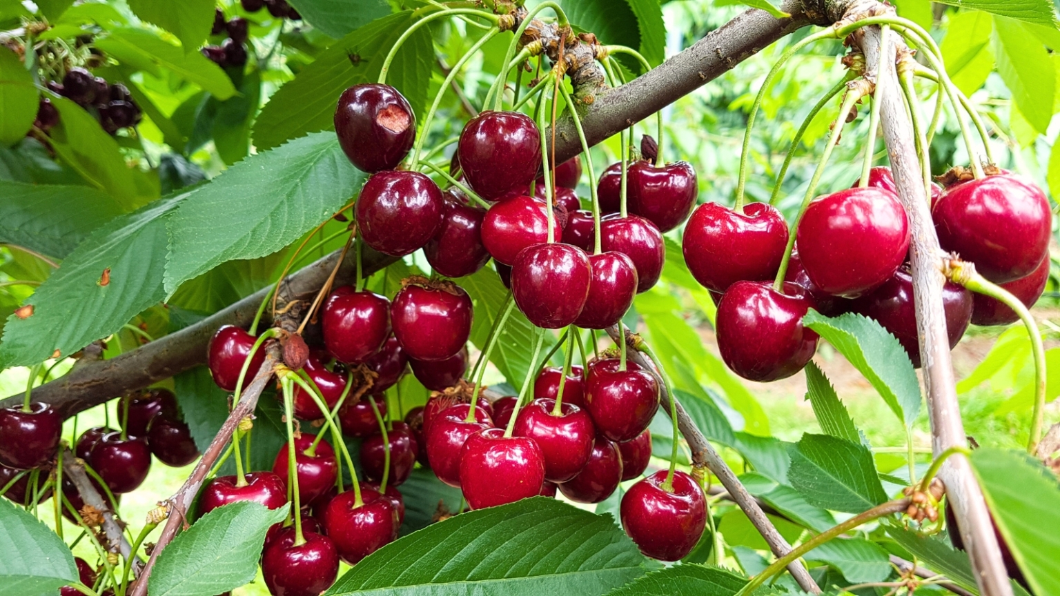9 Best Cherry Varieties For Pie