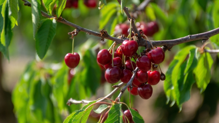 9 Best Cherry Varieties For Pie