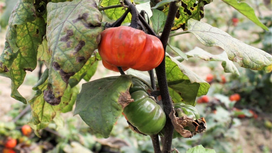 9 Mini-Pumpkin Varieties You Should Plant Now for Fall