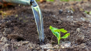 When and How Much to Water Pumpkin Plants for a Healthy Patch