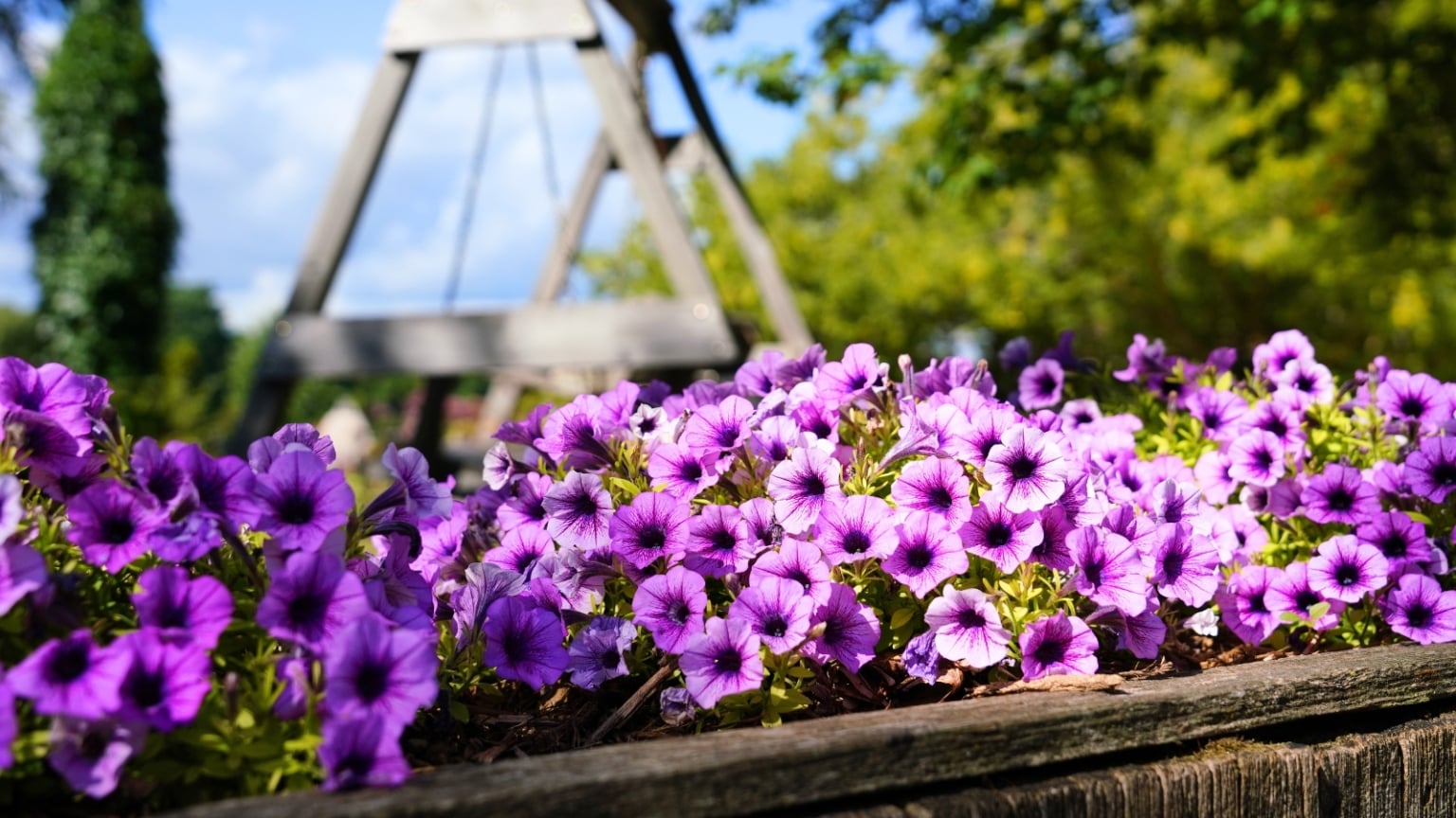How to Grow Petunias in the Shade: 5 Tips for Big Blooms