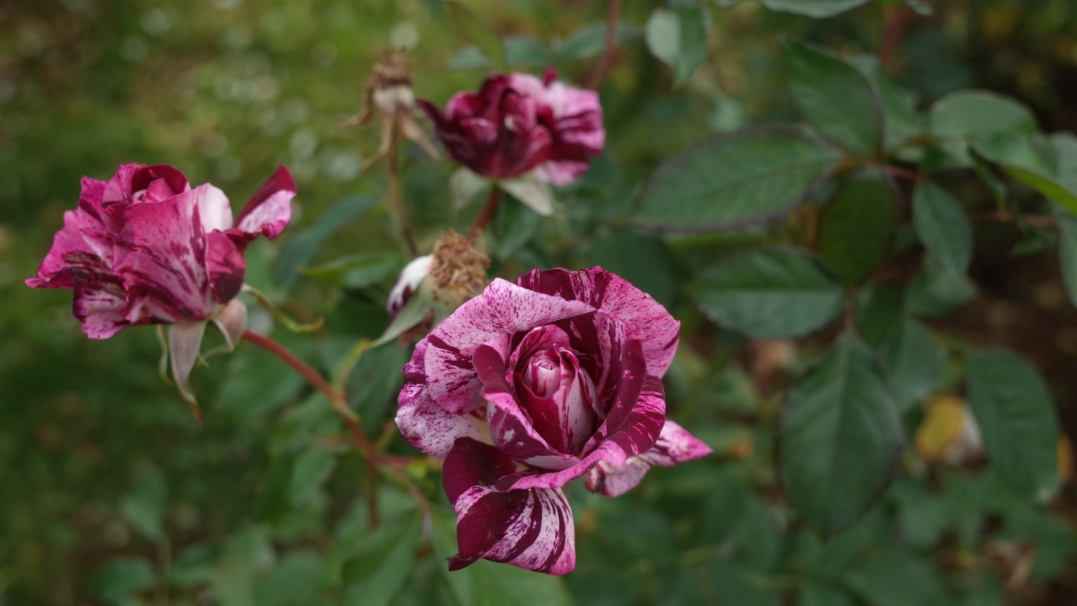 13 Showstopping Striped Roses For Your Summer Garden