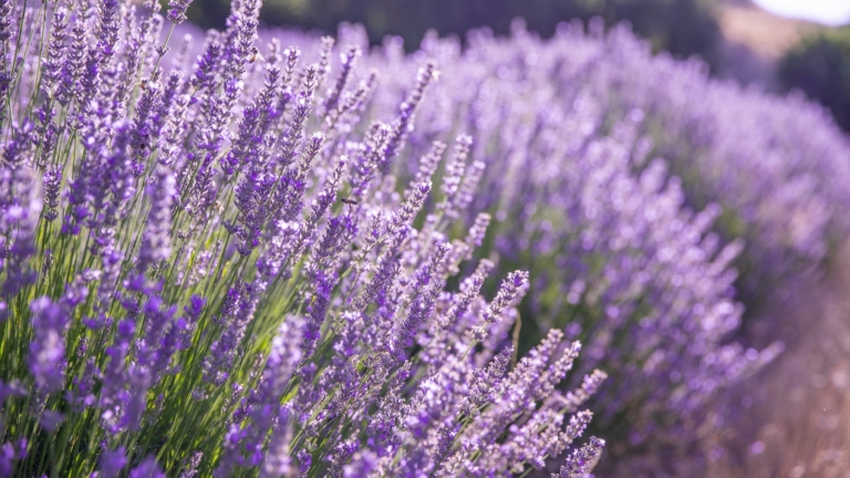 Lavender Varieties: 31 Different Types of Lavender Cultivars
