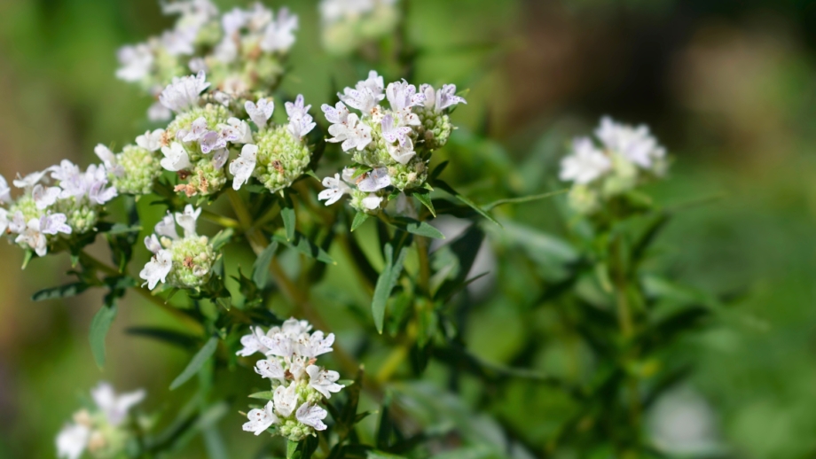 17 Native Plants for Pollinators in Midwest Gardens