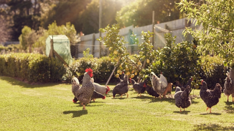 How and Where to Raise Backyard Chickens: 9 Essential Tips