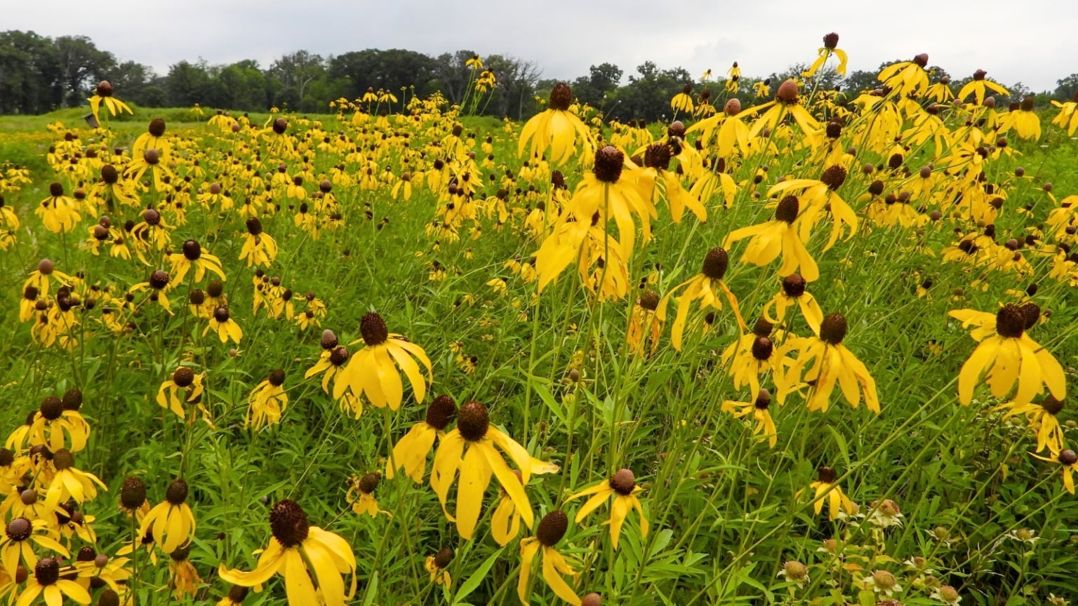 17 Native Plants for Pollinators in Midwest Gardens