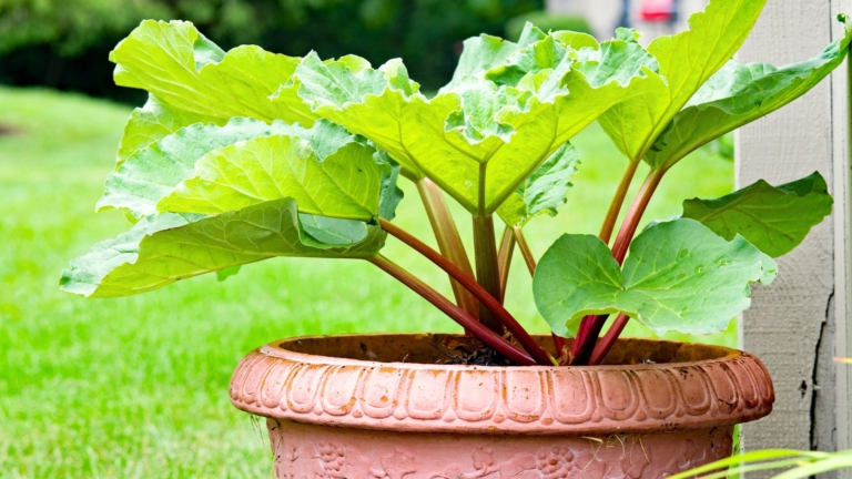 9 Tips for Growing Delicious Rhubarb in Pots and Containers