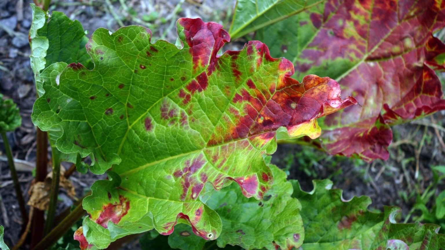 What's Wrong With My Rhubarb? Rhubarb Growing Problems