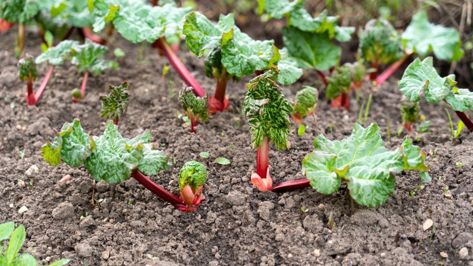 How and When to Divide Rhubarb: 9 Pro Tips