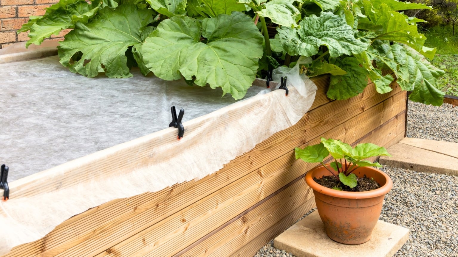 9 Tips for Growing Delicious Rhubarb in Pots and Containers