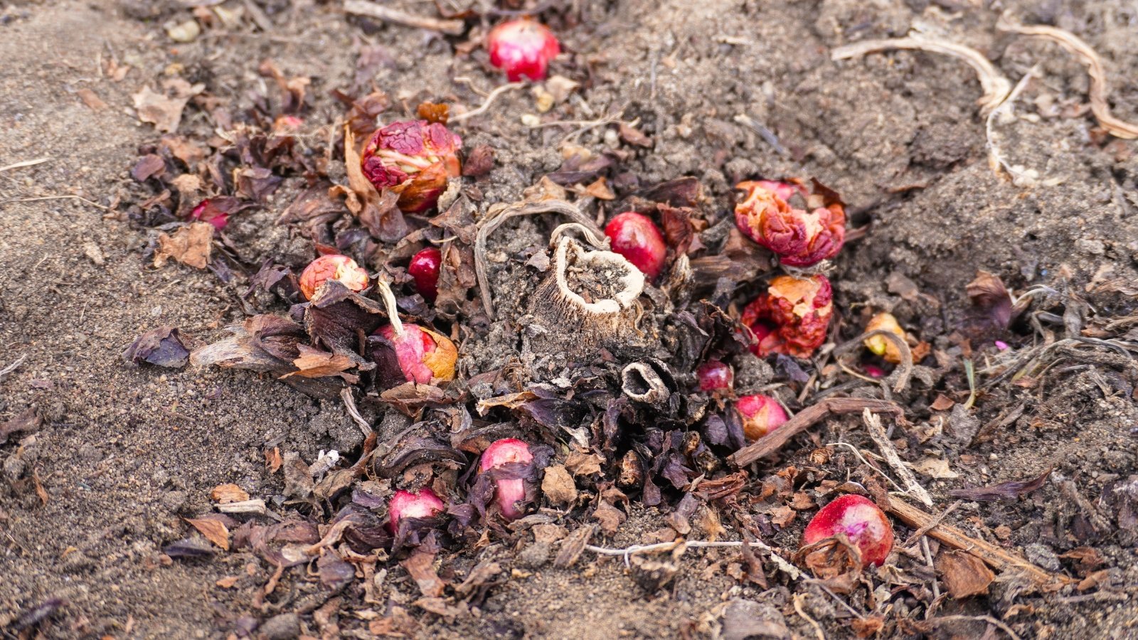 How and When to Divide Rhubarb: 9 Pro Tips