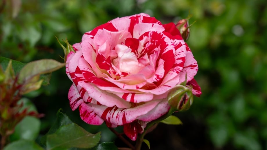 13 Showstopping Striped Roses For Your Summer Garden