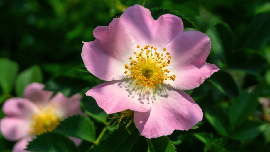 17 Flowering Shrubs Bumblebees Love