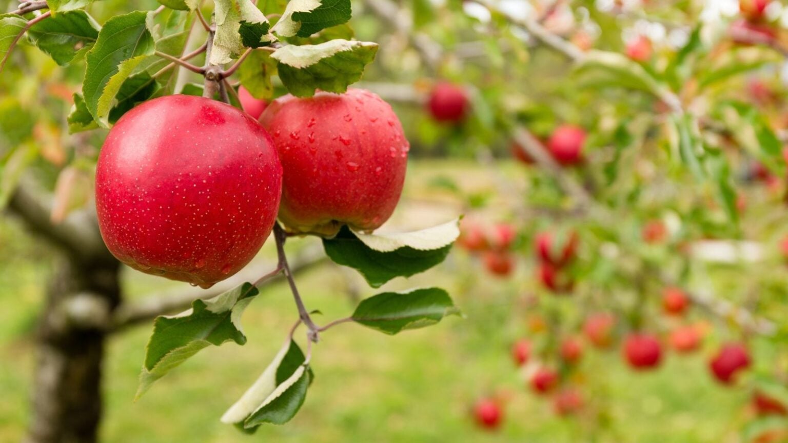 How to Thin Apple Trees in 5 Easy Steps