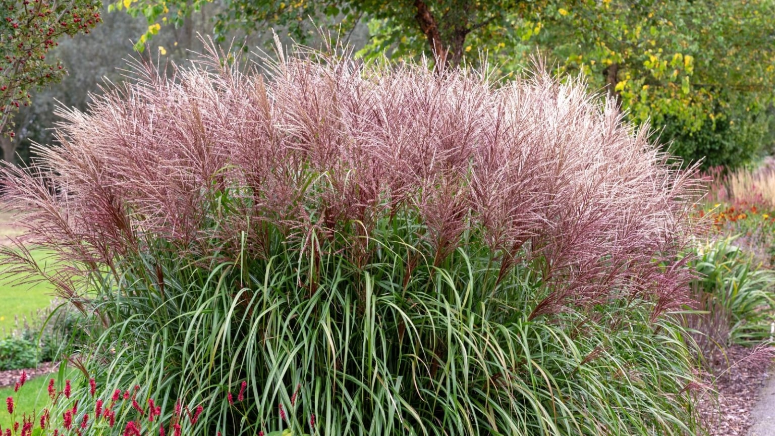 How to Plant, Grow, and Care for Maiden Grass