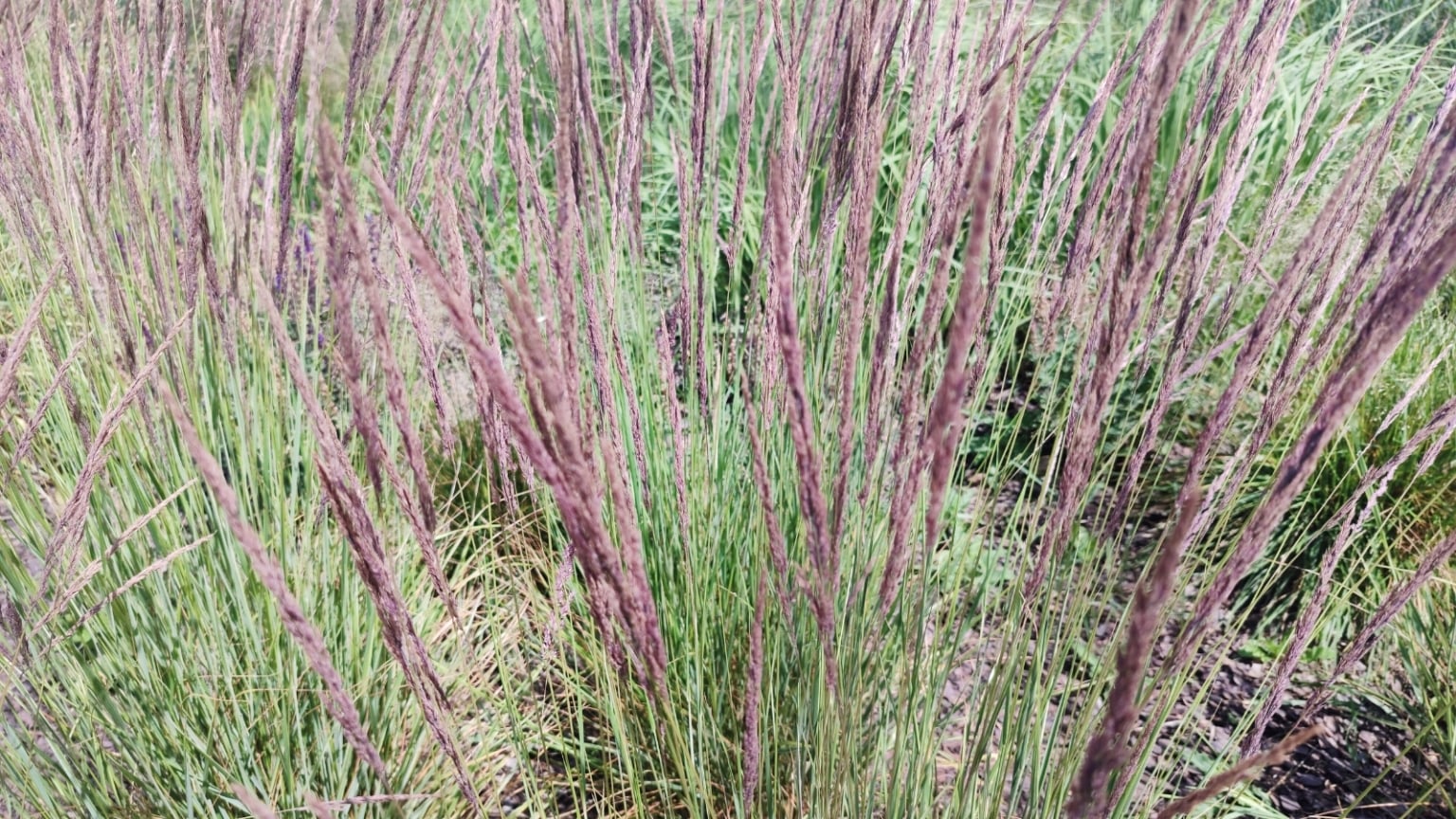 17 Native Plants for Pollinators in Midwest Gardens