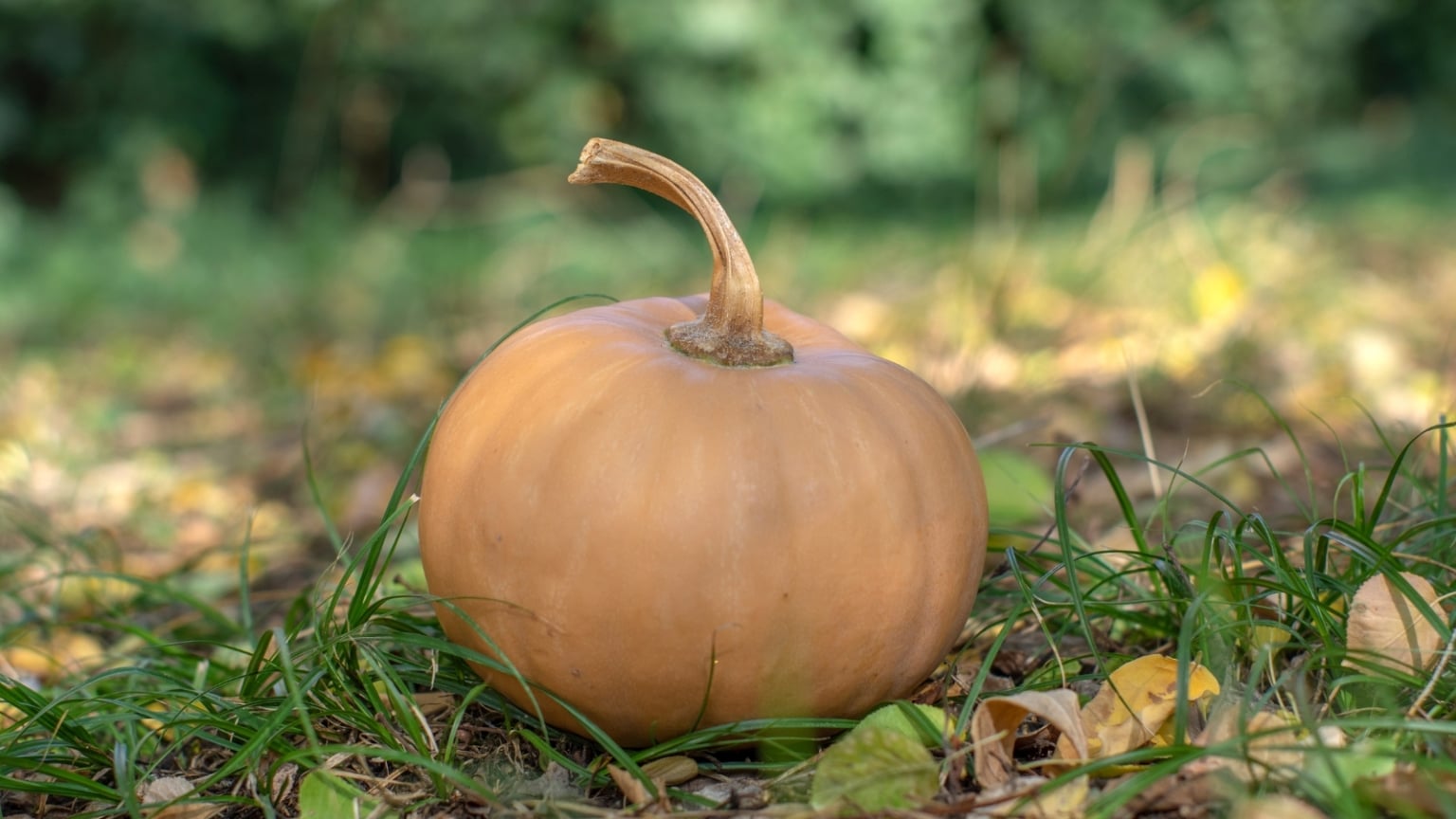 9 Mini-Pumpkin Varieties You Should Plant Now for Fall