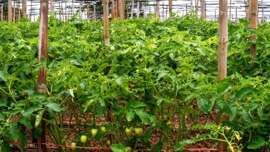 9 Ways to Grow Tomatoes Vertically: DIY Solutions