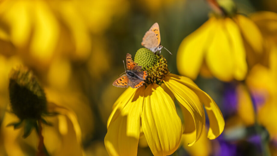 17 Native Plants for Pollinators in Midwest Gardens